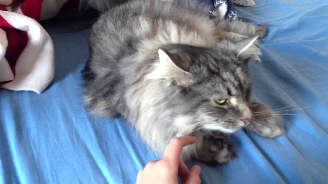 Norsk Skogkatt - YouTube