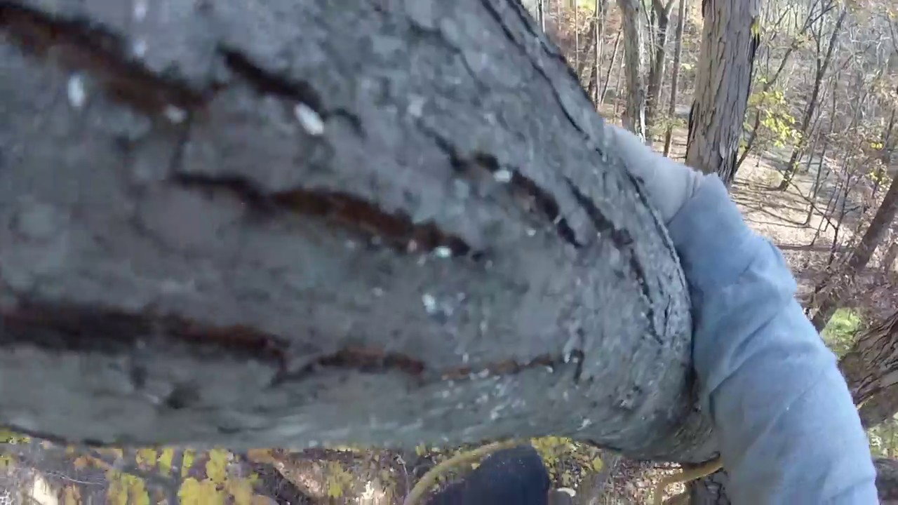 Use of A Zip Line on Tree Limbs Part 1 - (2017) - YouTube