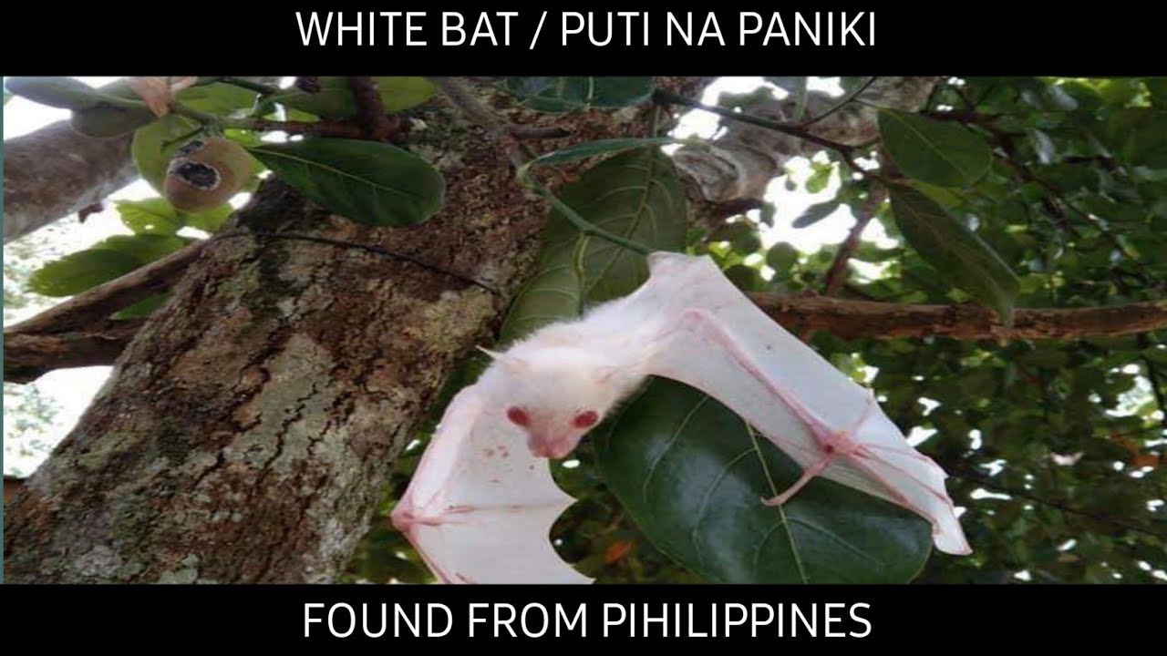 WHITE BAT😱 | PUTI NA PANIKI😱 | FROM PHILIPPINES | watch till the end ...