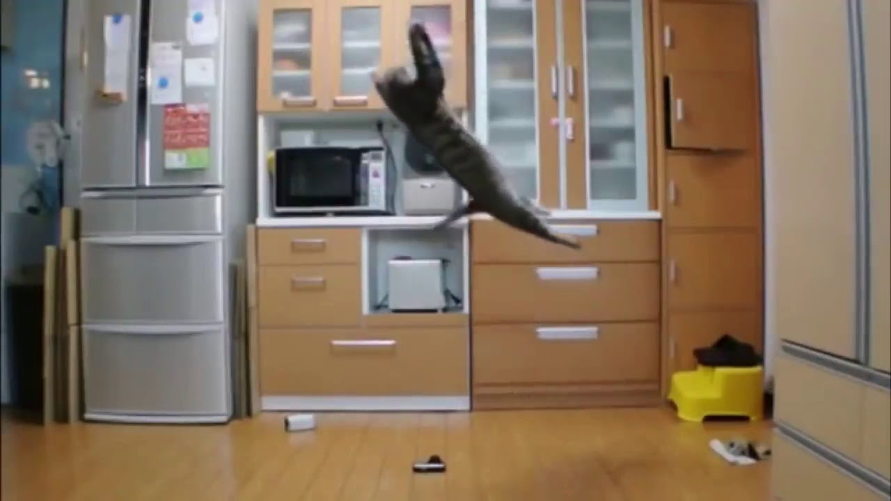 5 incredible goalkeeper cat version - YouTube