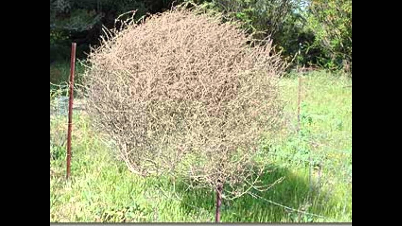 Tumblin' Tumbleweeds ~ Bill Scarborough - YouTube