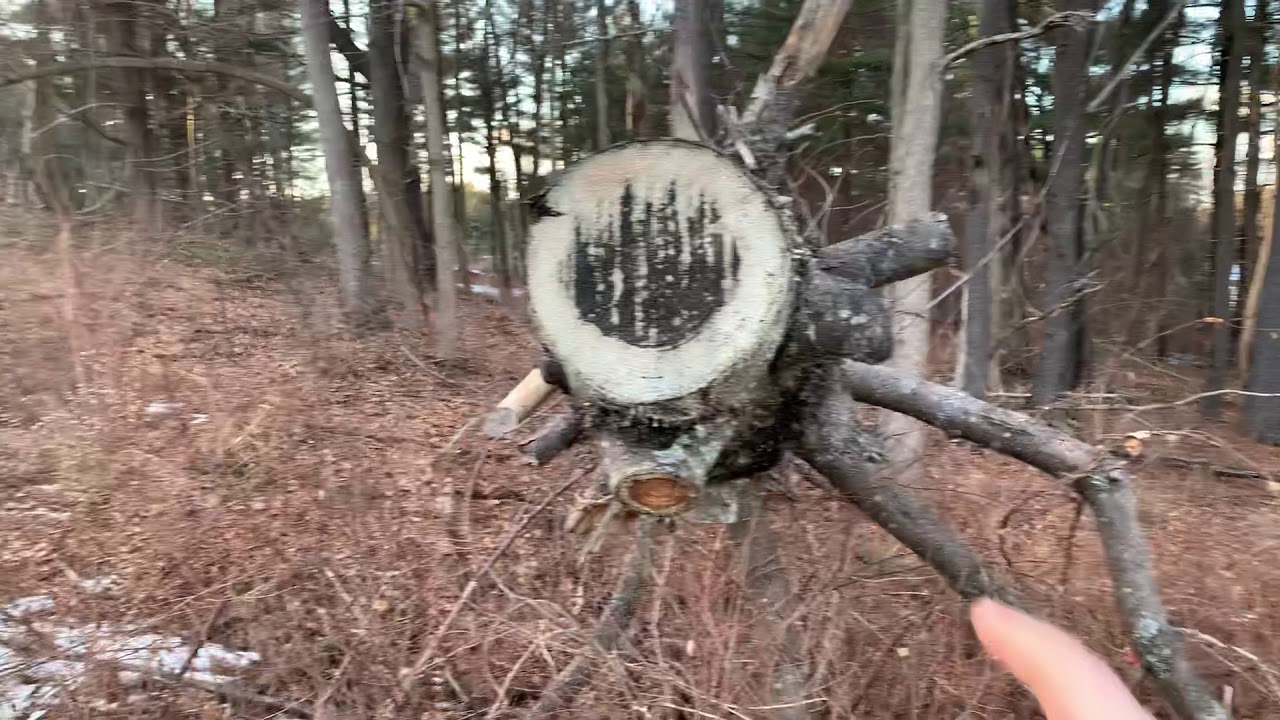 Cursed tree - YouTube