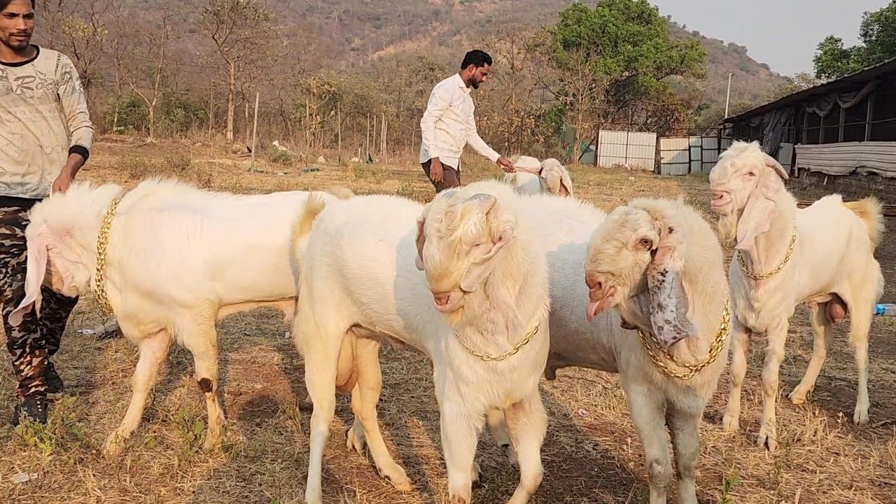 Biggest Andul Goats Show At Al Aiman Goat Farm Bhiwandi. - YouTube