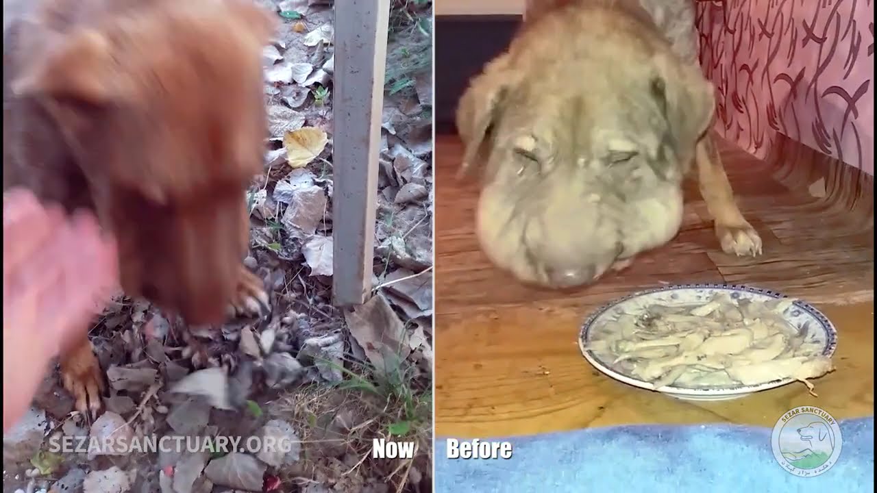 Update 11on a rescued stray dog that was strangled with a rope-Delavar ...