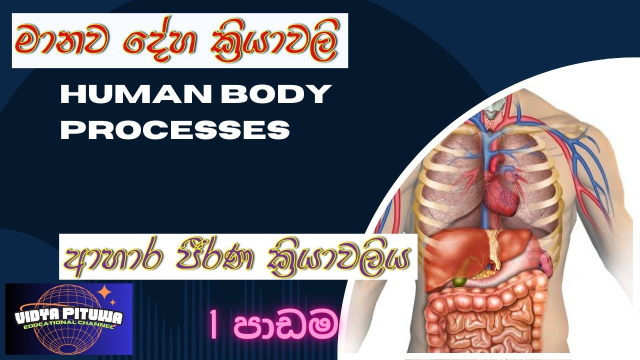Human body processes | මානව දේහ ක්‍රියාවලි - ආහාර ජීර්ණ පද්ධතිය -1 කොටස ...
