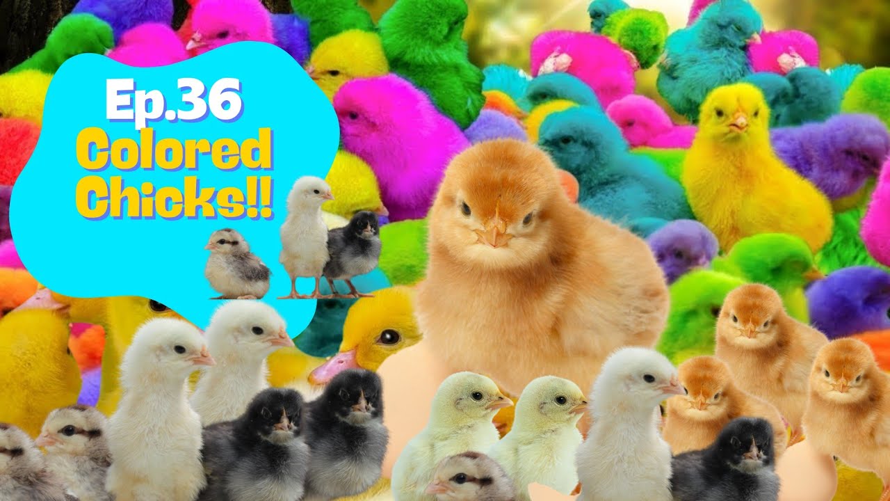 Colored Chicks Ep.36 - YouTube