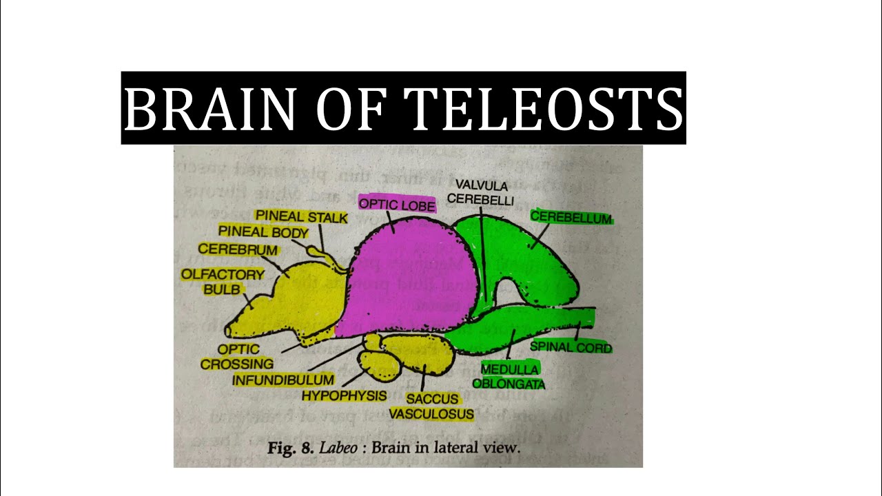 SEM II / 49. COMPARATIVE ANATOMY OF NERVOUS SYSTEM/ BRAIN OF TELEOST ...