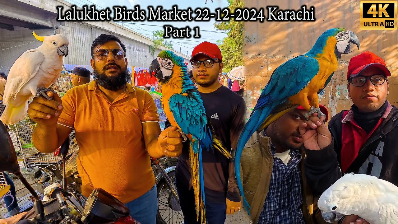 Lalukhet Exotic Birds Market 22-12-24 Karachi Latest Updates Part 1 ...