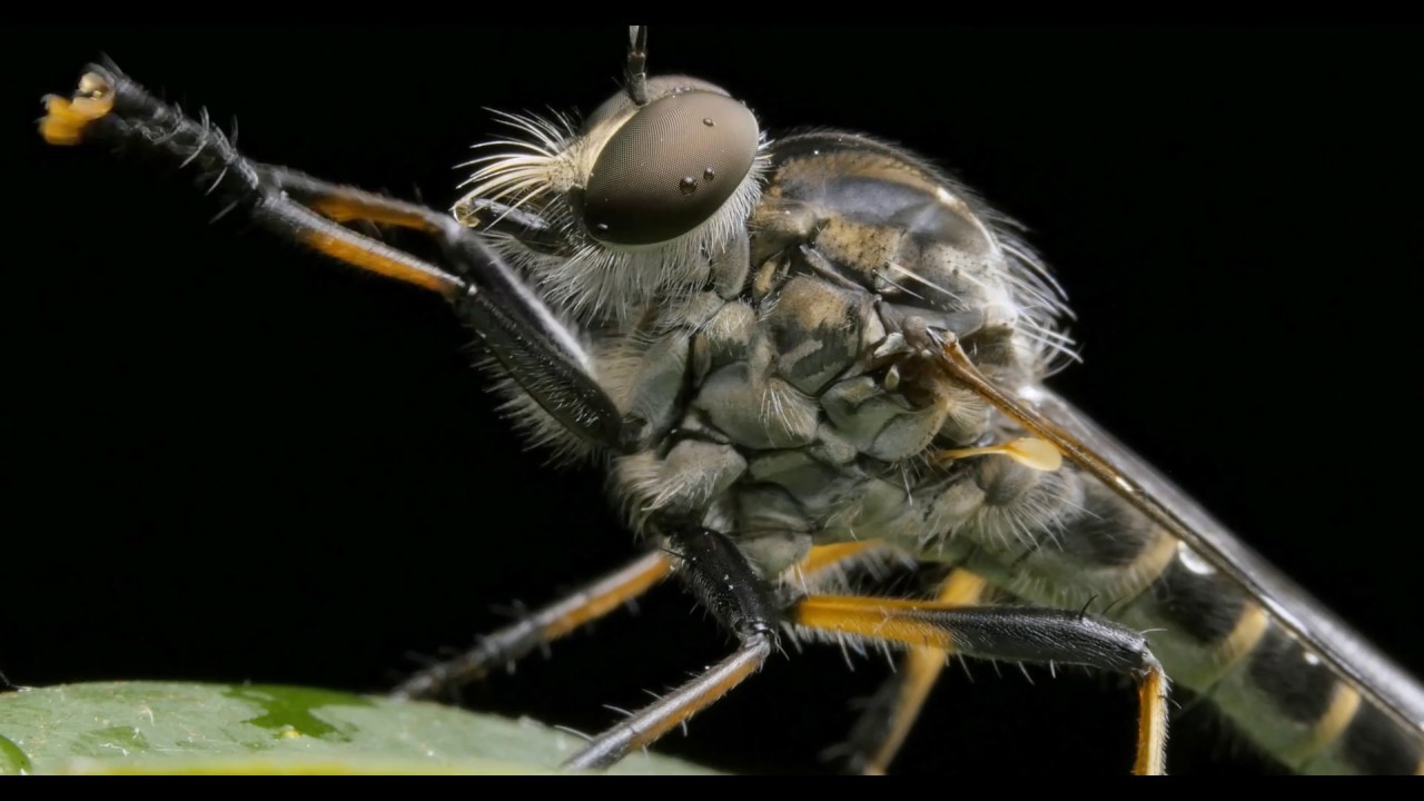 Robber Fly Up Close and Personal in [4K] - YouTube