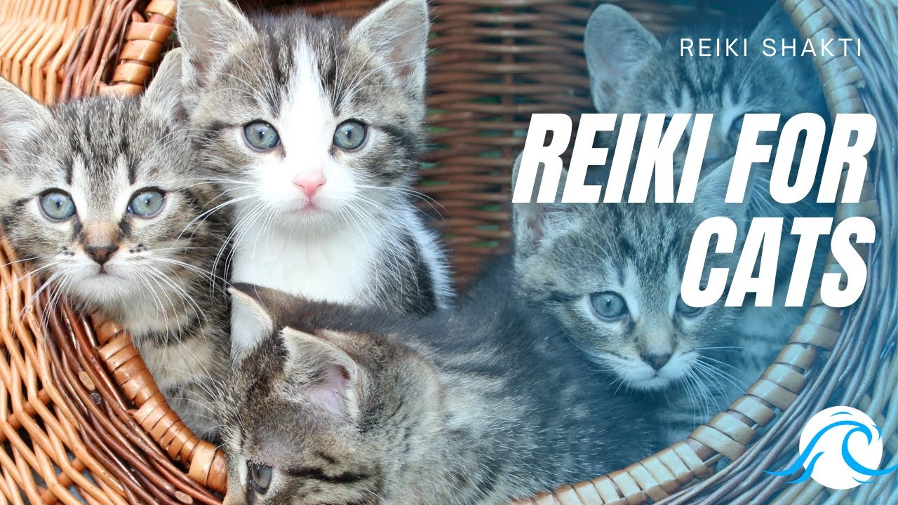 Reiki For Cats - Energy Healing - YouTube