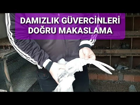 TAKLACI GÜVERCİN DAMIZLIK GÜVERCİNLER NASIL MAKASLANIR DOĞRU MAKASLAMA NASIL OLUR?