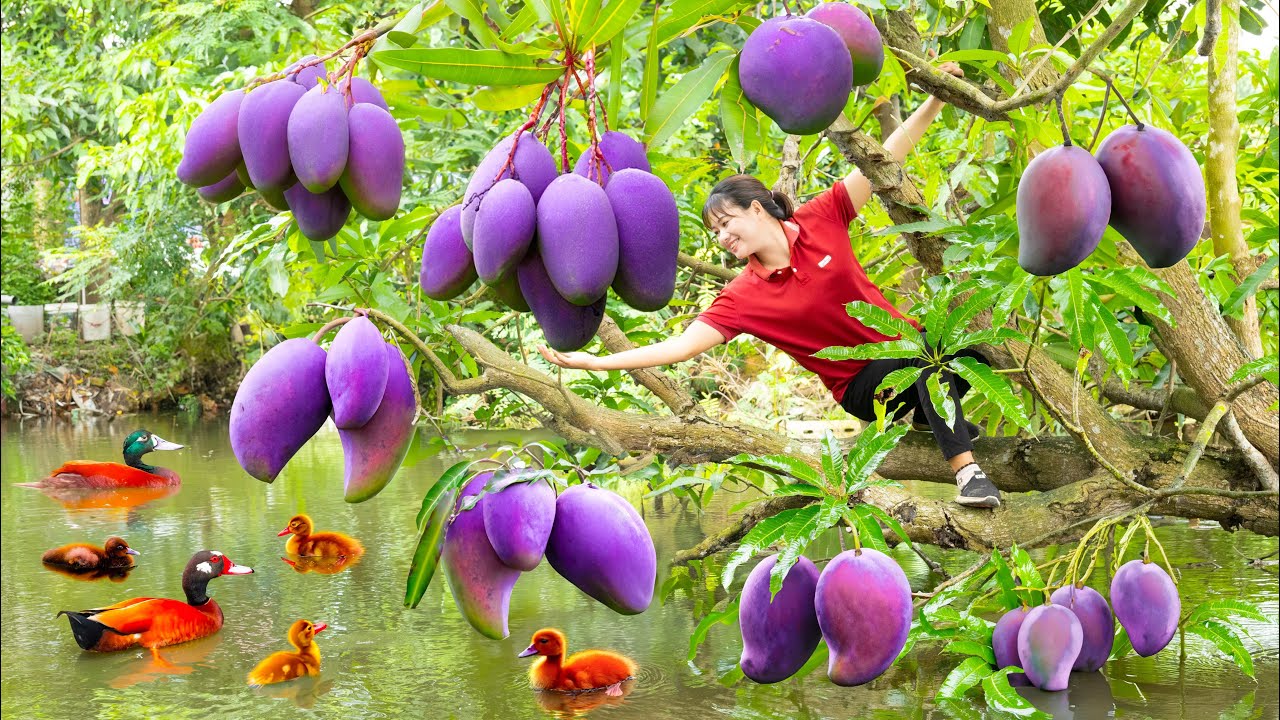 Harvest Purple Mango - How to make famous Thai mango salad Go to the ...