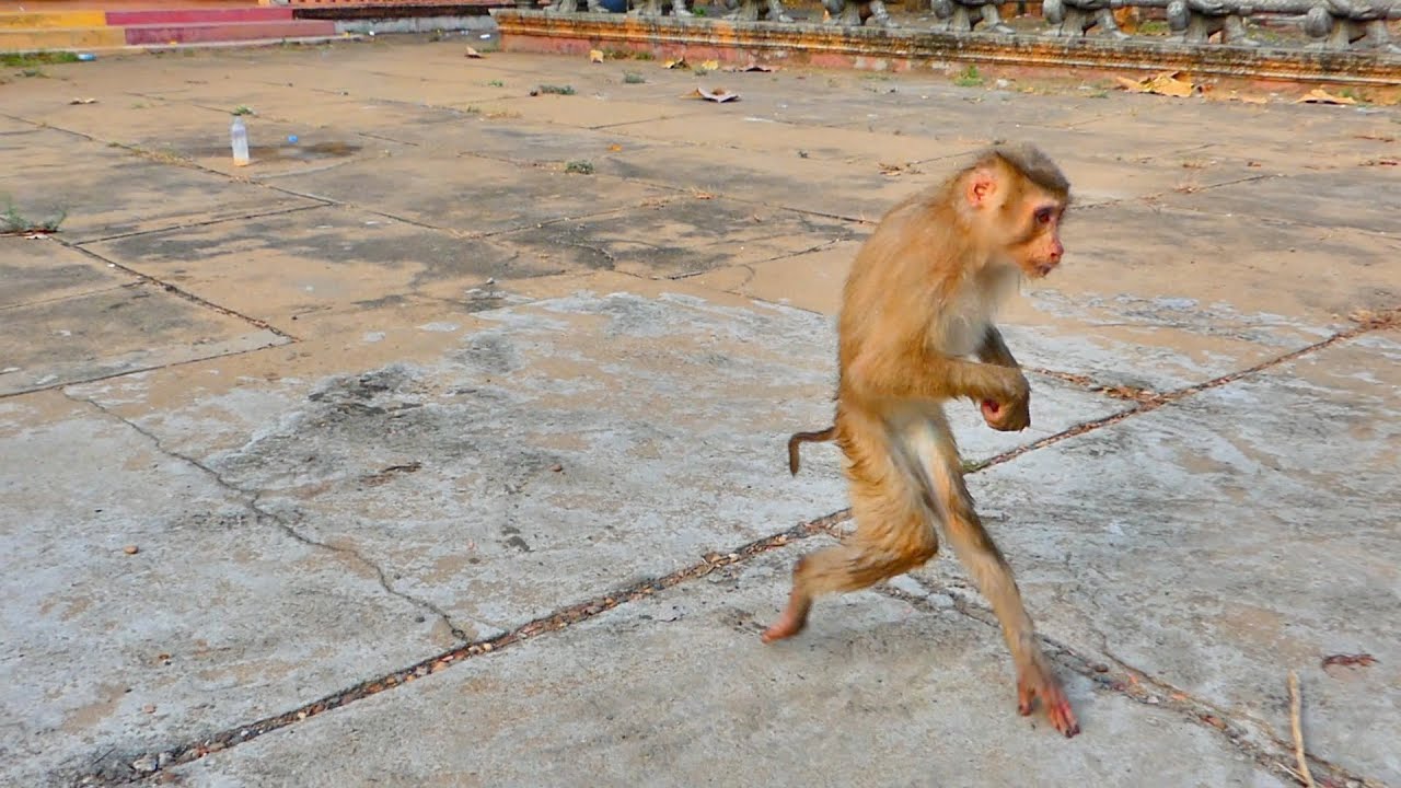 Update..! After massage and feeding Moka monkey can walk but she is ...