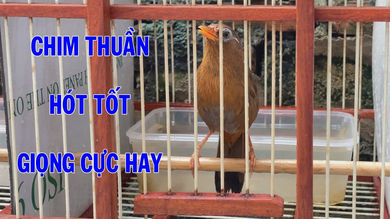 Hm 3610 - Họa mi đi tắm mà cũng không yên, giọng cực hay hót như máy ( giá 4tr5 ) | Hoạt Họa Mi ...