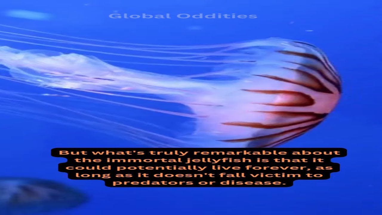 The Immortal Jellyfish: Can It Live Forever?? - Go IT