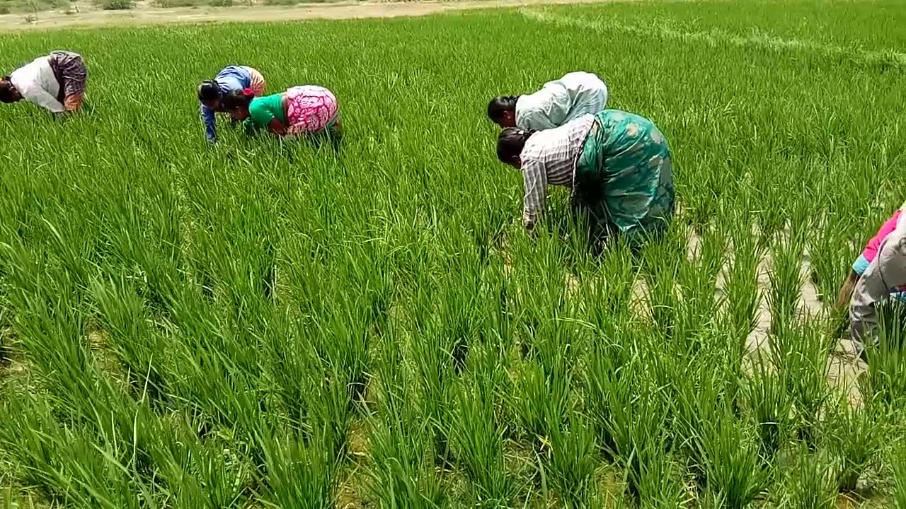 Weeding in paddy field (women enjoy the work by singing) - YouTube