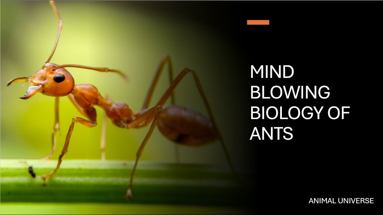 The Amazing World of Ants: Unveiling Their Secret Lives - YouTube