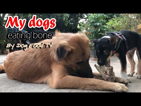 My dogs eating bone episode 413| By Dog Food TV - YouTube