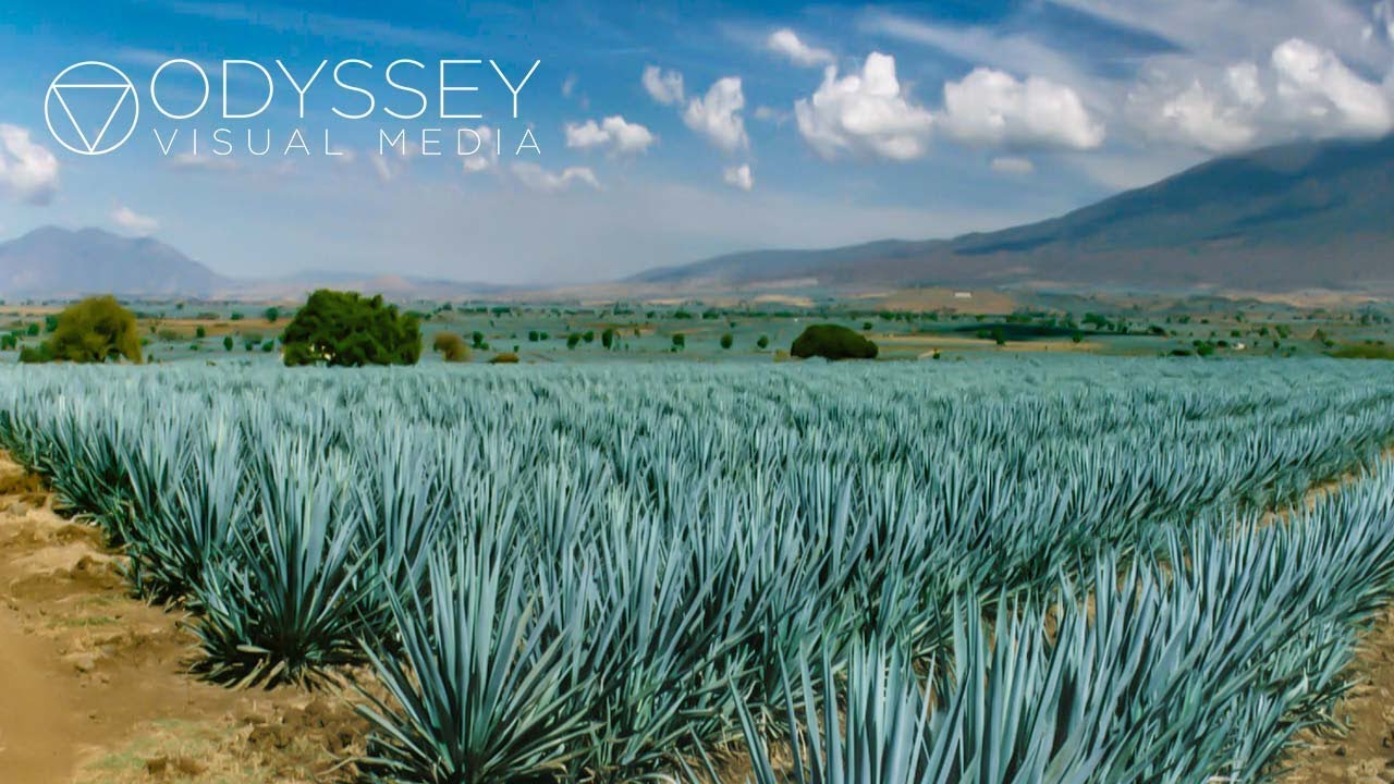 Making Mezcal | Beautiful Oaxaca, México Travel Experience | Fabrique ...