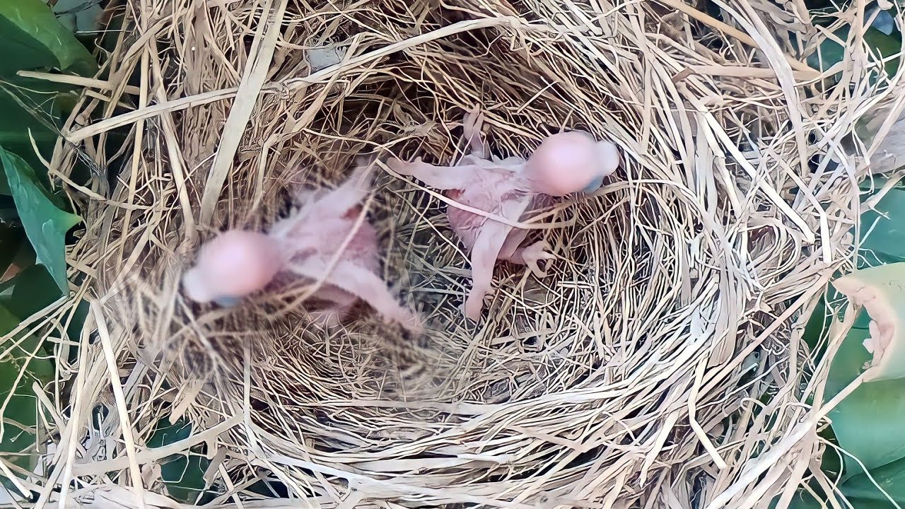 Cute new Bred babies are in tension in nest @BirdPlusAnimals - YouTube