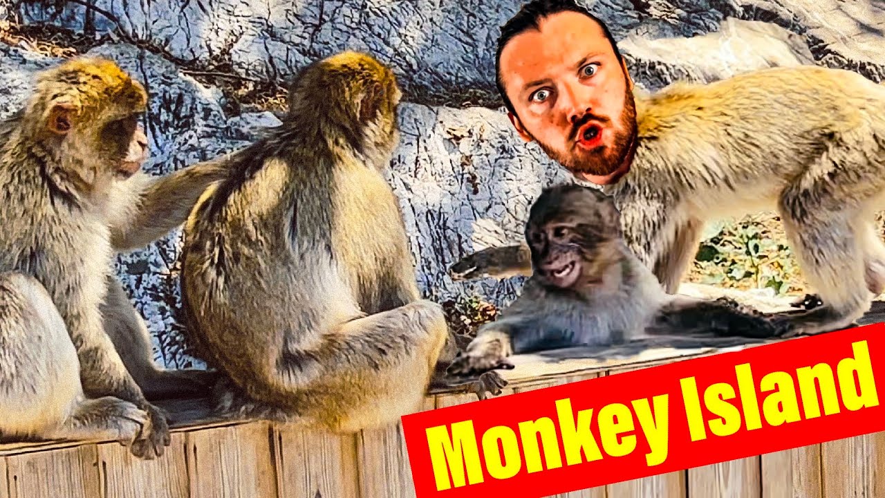 I Get Up Close With Monkeys On An Island - YouTube
