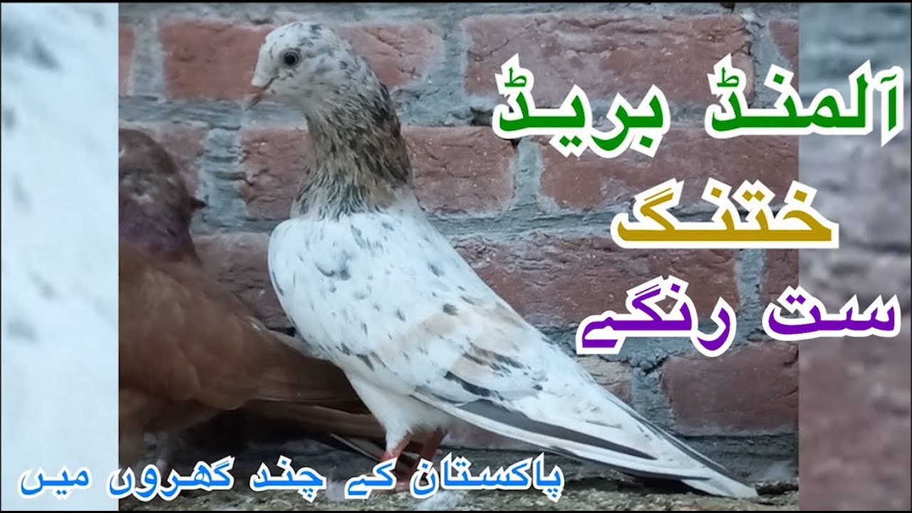Almond breed (High flyer) | Rare Colour Pigeon | Mohsin Naqvi : 🇵🇰+92 ...