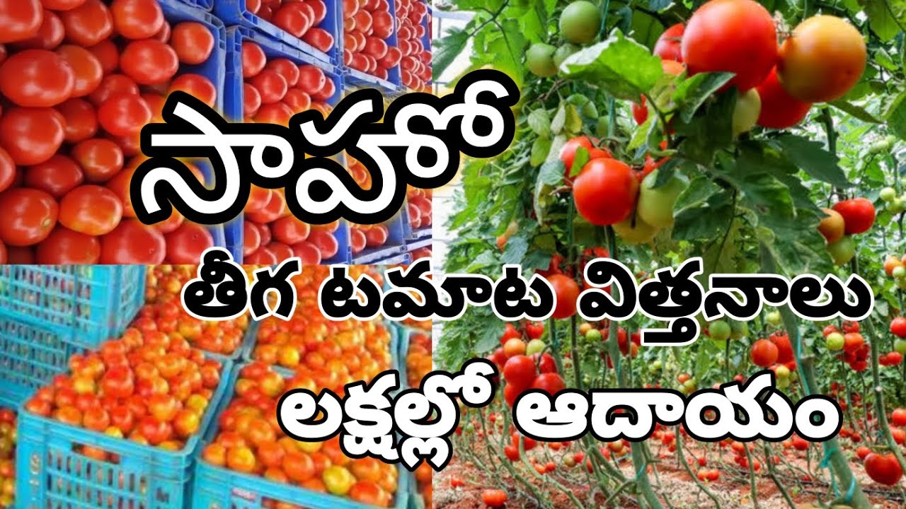 saaho thiga tomato pantatho manchi labhale labhalu / కష్ట-నష్టాలు ...