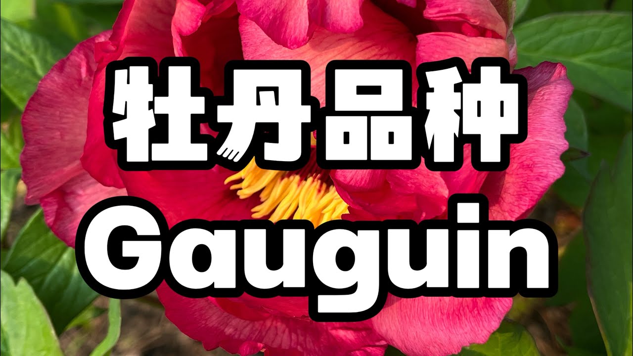青石话牡丹芍药 牡丹北美品种：Gauguin Tree Peony: Gauguin - YouTube