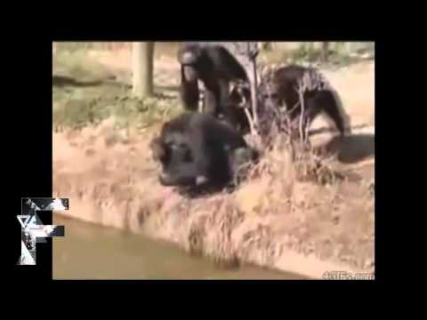 Animals Can Be Jerks Too