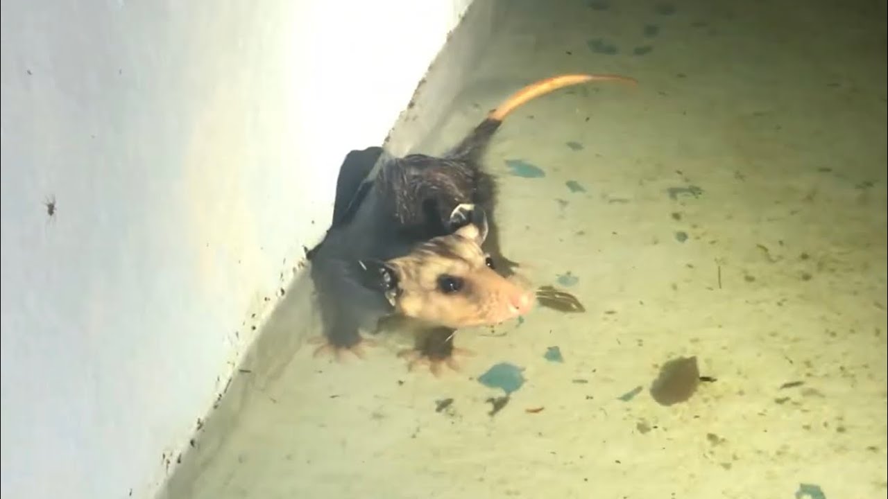 Opossum Goes For A Swim! - YouTube
