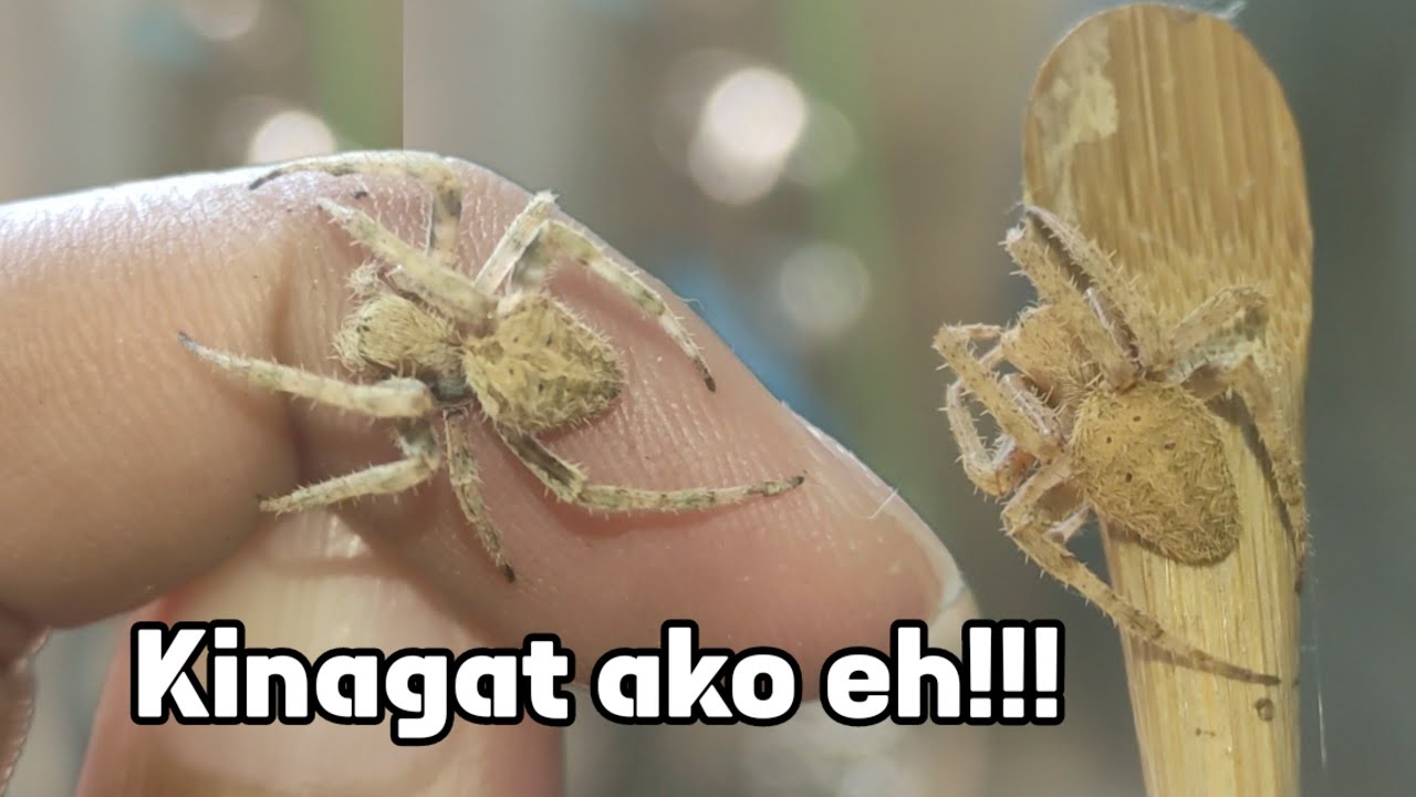 Ang tapang!!! Pati ako kinagat! - YouTube