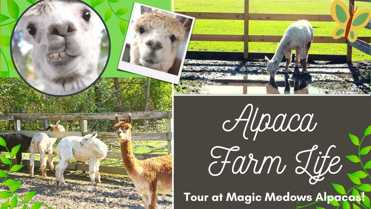 Alpaca Farm Life: by Life Talks - YouTube