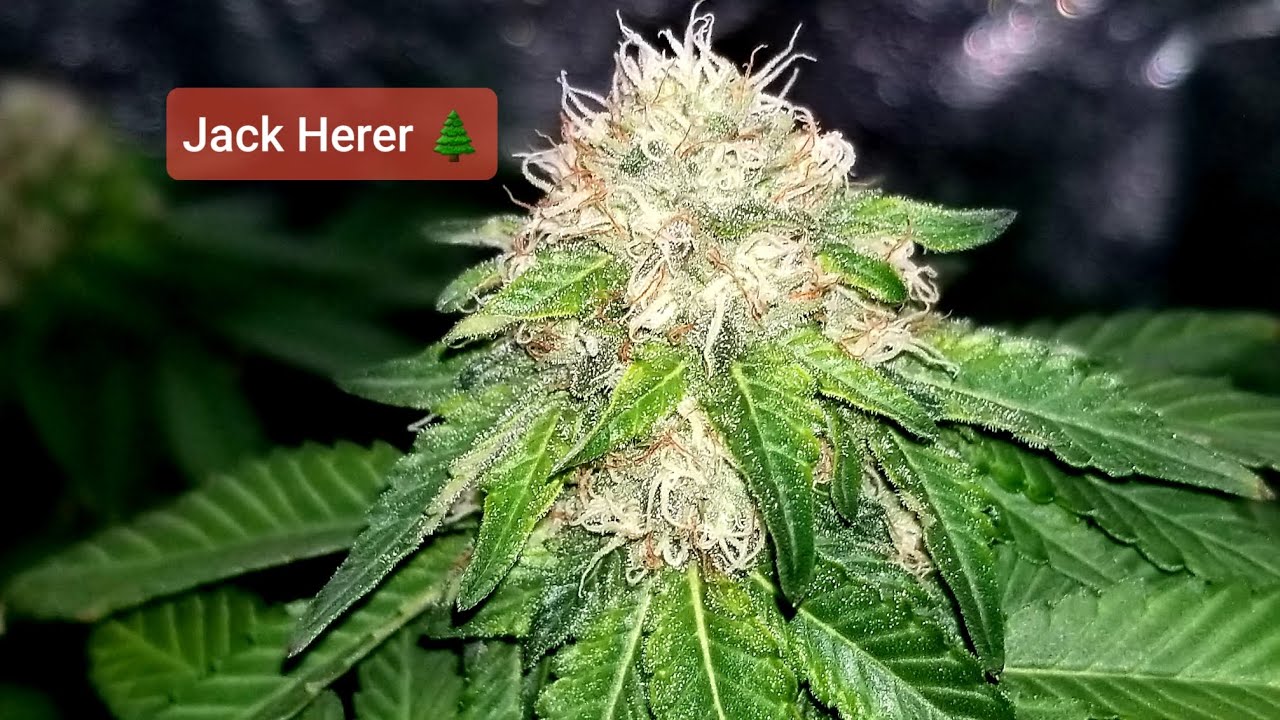 Summer Run 🏜- Week 6 Flower🌷 - YouTube