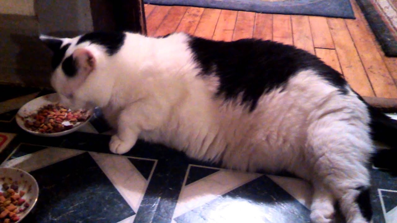 The 100 Pound Cat Part 2 - YouTube