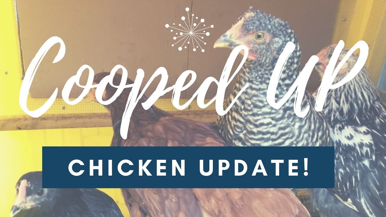 Cooped Up Episode 64 - YouTube