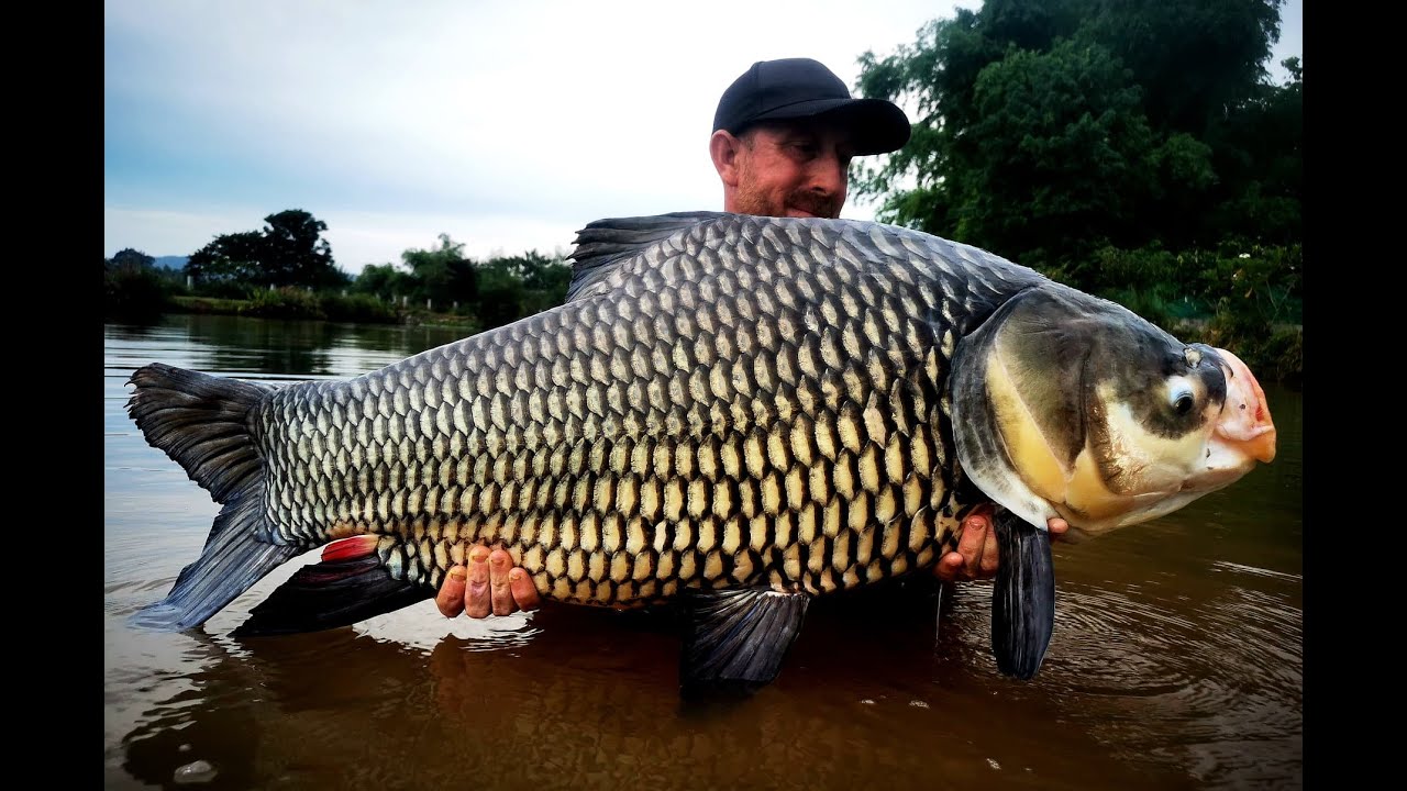 LOEI JUNGLE FISHING LAKE. First days action with mixed species. Siamese ...