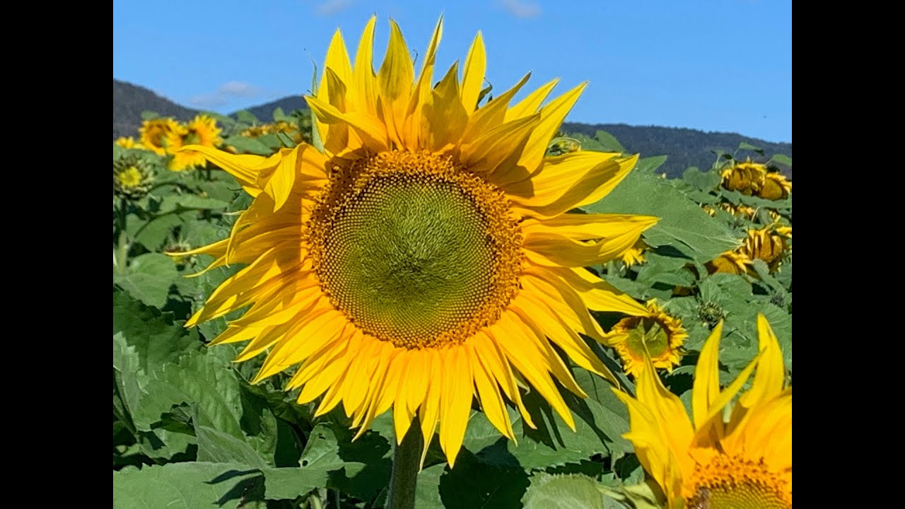 210604 Tolga Sunflower Farm - YouTube