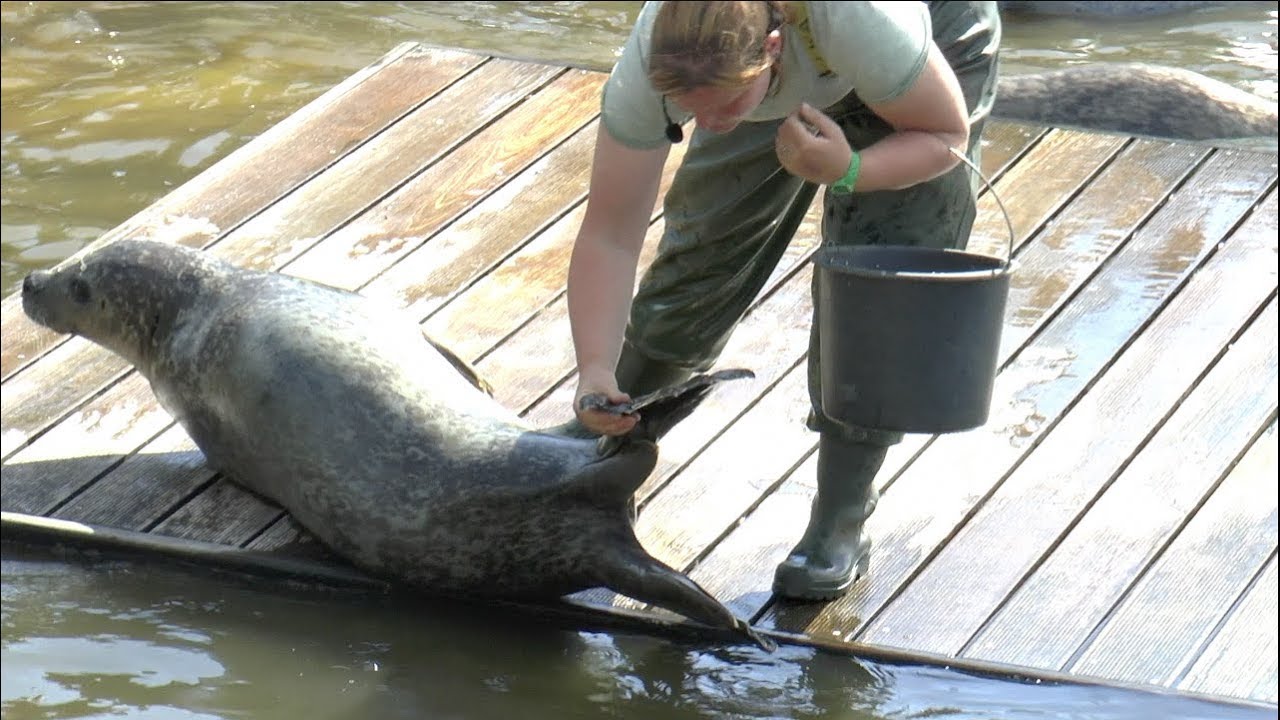 Robben-Hauptfütterung im Westküstenpark, Sankt Peter Ording - YouTube