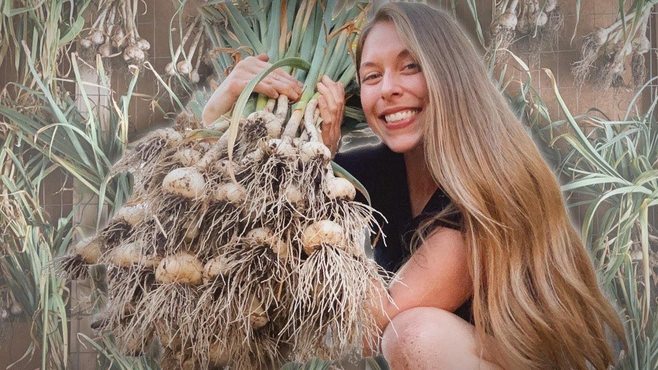 How To Plant, Harvest & Cure Hardneck Garlic 🧄 - YouTube