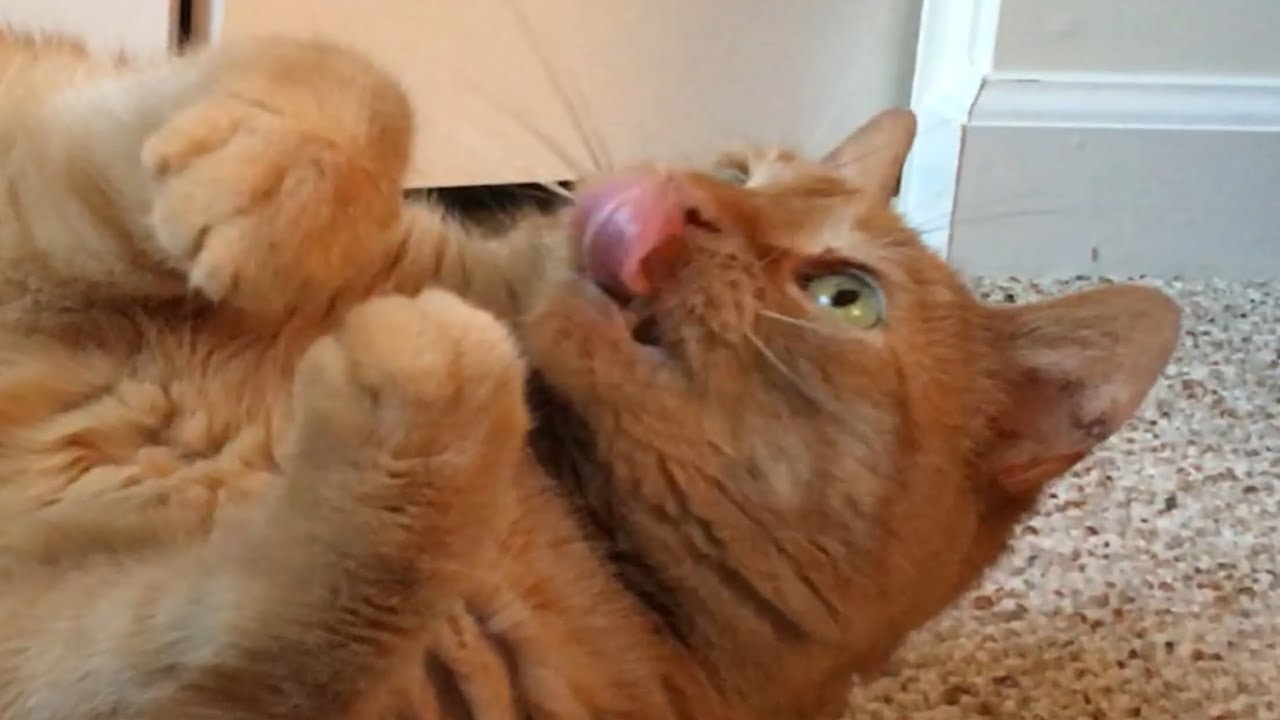 Sheldon the Cat - YouTube