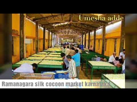 Ramanagara silk cocoon market cocoon selling - YouTube