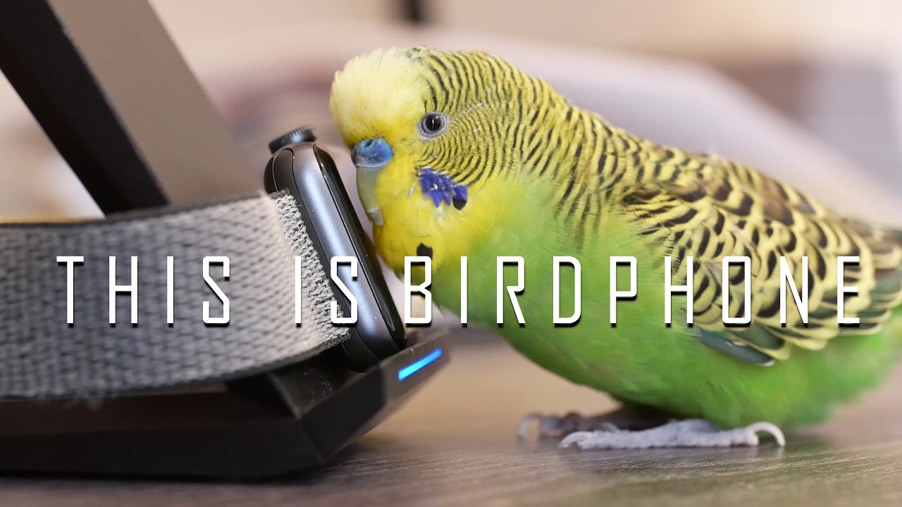 Talking parakeet says 30+ words to his reflection [UHD 4K] - YouTube