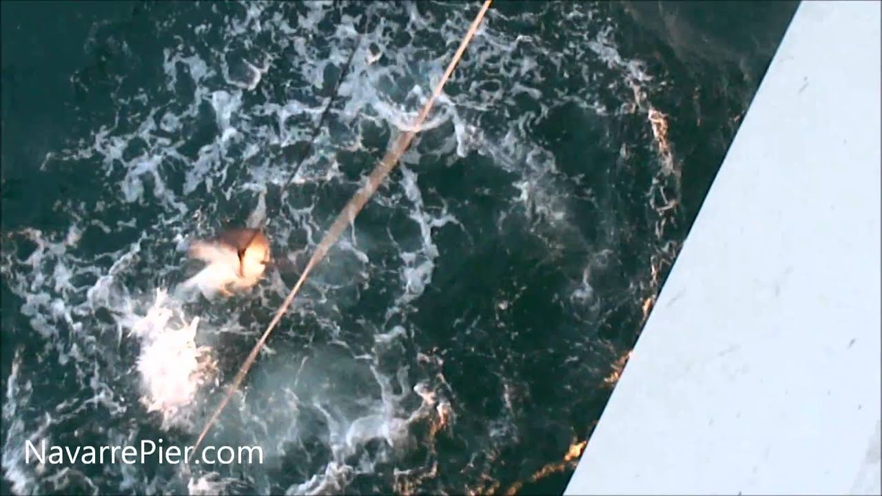 Spinner Shark @ Navarre Beach Fishing Pier - YouTube