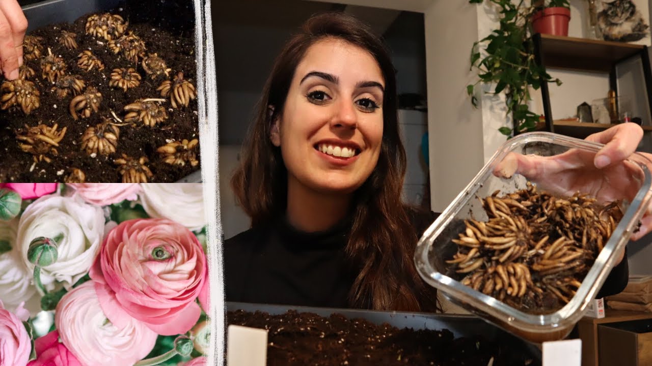 Starting Ranunculus Corms // Mari's Garden and Kitchen | NYC Zone 7b ...