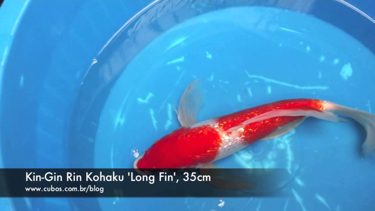 Kin-Gin Rin Kohaku 'Long Fin', 35cm - YouTube