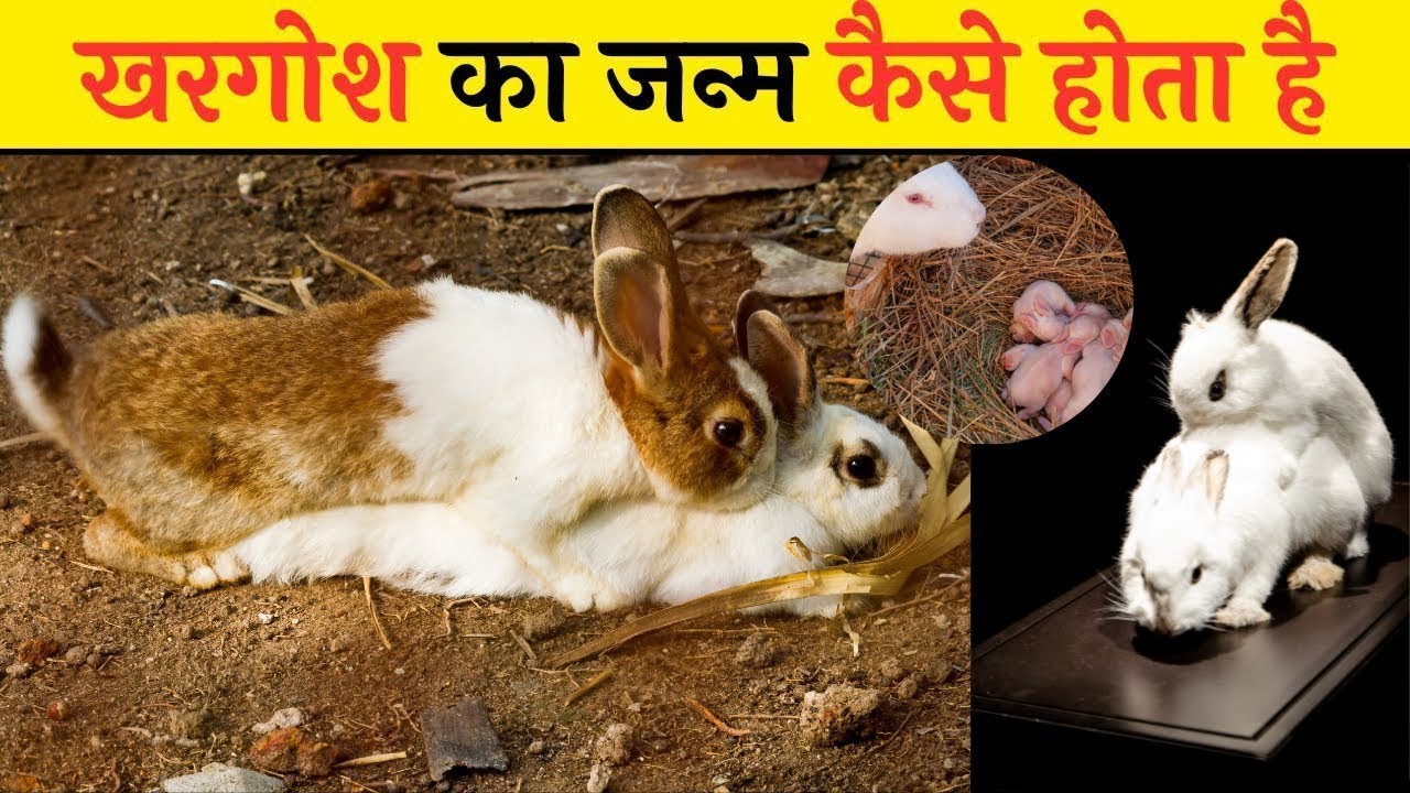 Introducing: The Incredible Life Cycle Of A Rabbit In Hindi #rabbit ...