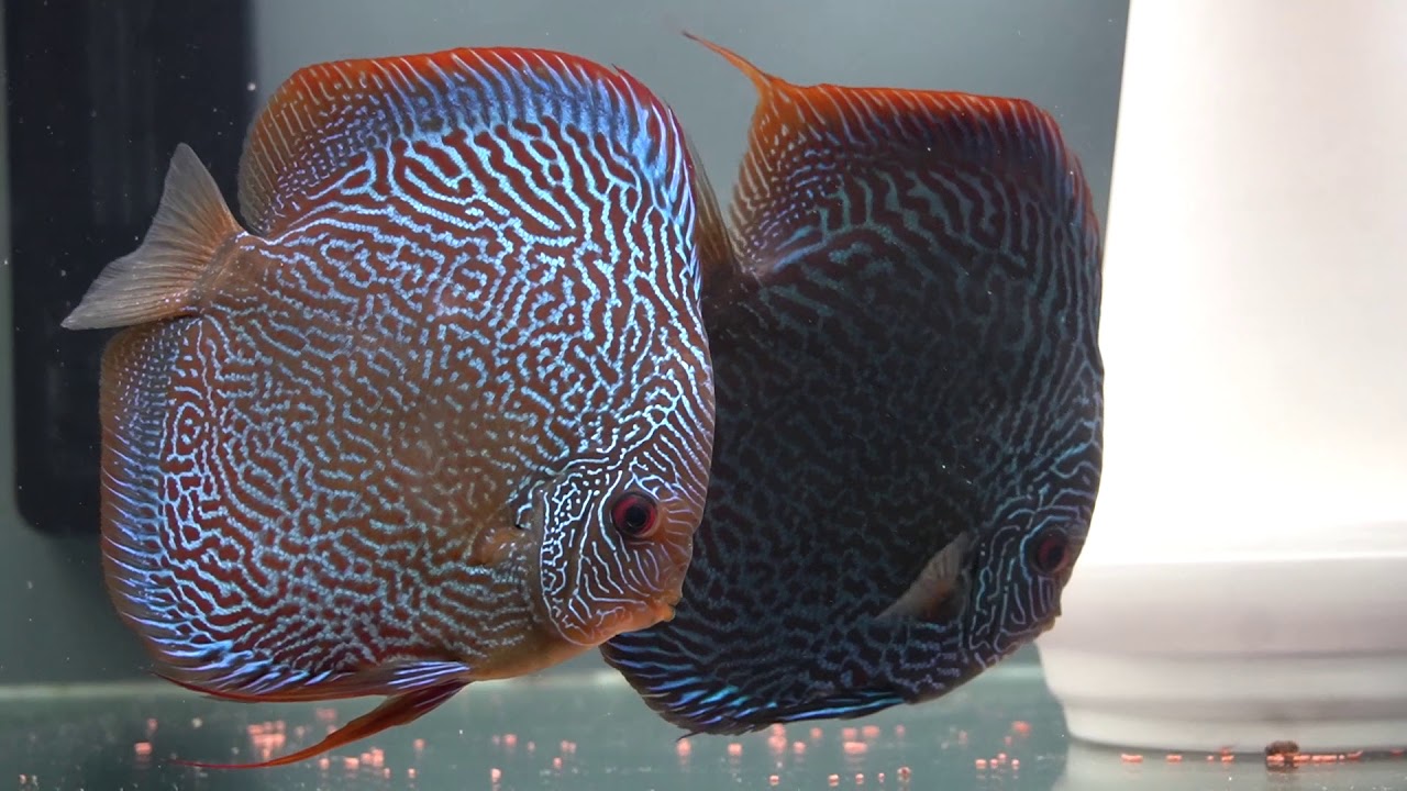 Flora Snake Skin Discus Pair Show Quality / 플로라 스네이크스킨 디스커스 - YouTube