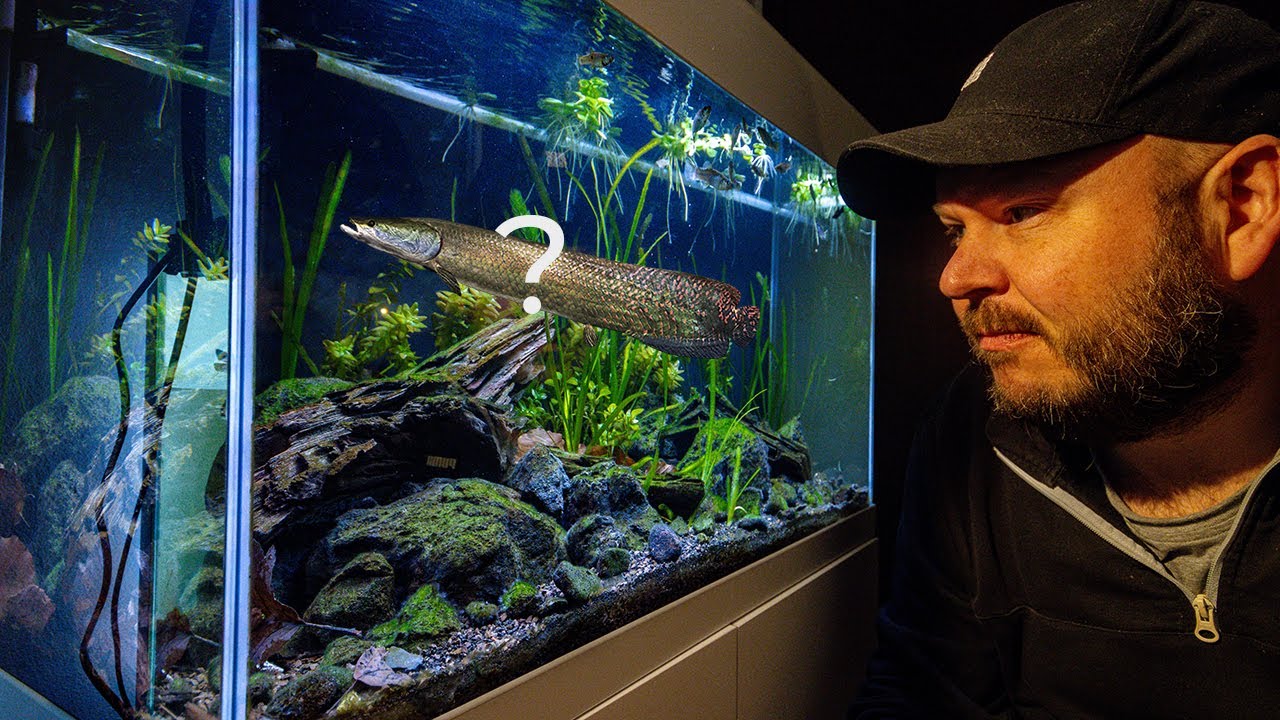 EXTREME RARE FISH IN THE CENTRAL AMERICAN BIOTOPE! (4K) - YouTube