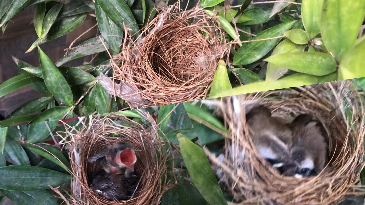 Baby Birds on Nest | Mga Ibon sa Pugad - YouTube
