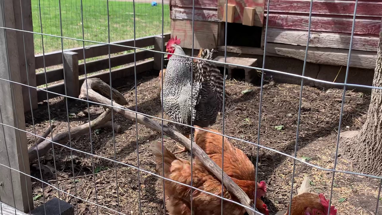 Our Rooster - YouTube